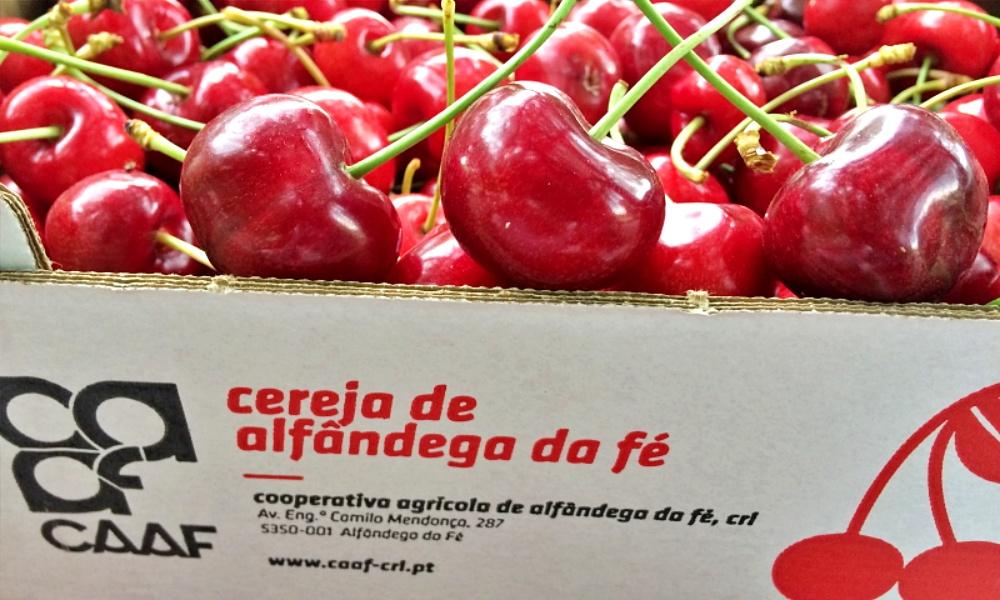 ALFÂNDEGA DA FÉ: CEREJA COM QUEBRA NA PRODUÇÃO MAS GARANTIA DE ...